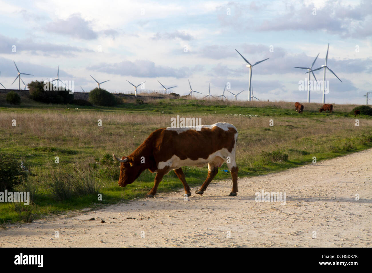 Cow grazing in farm turbines Andalusia Spain electricity energy ...