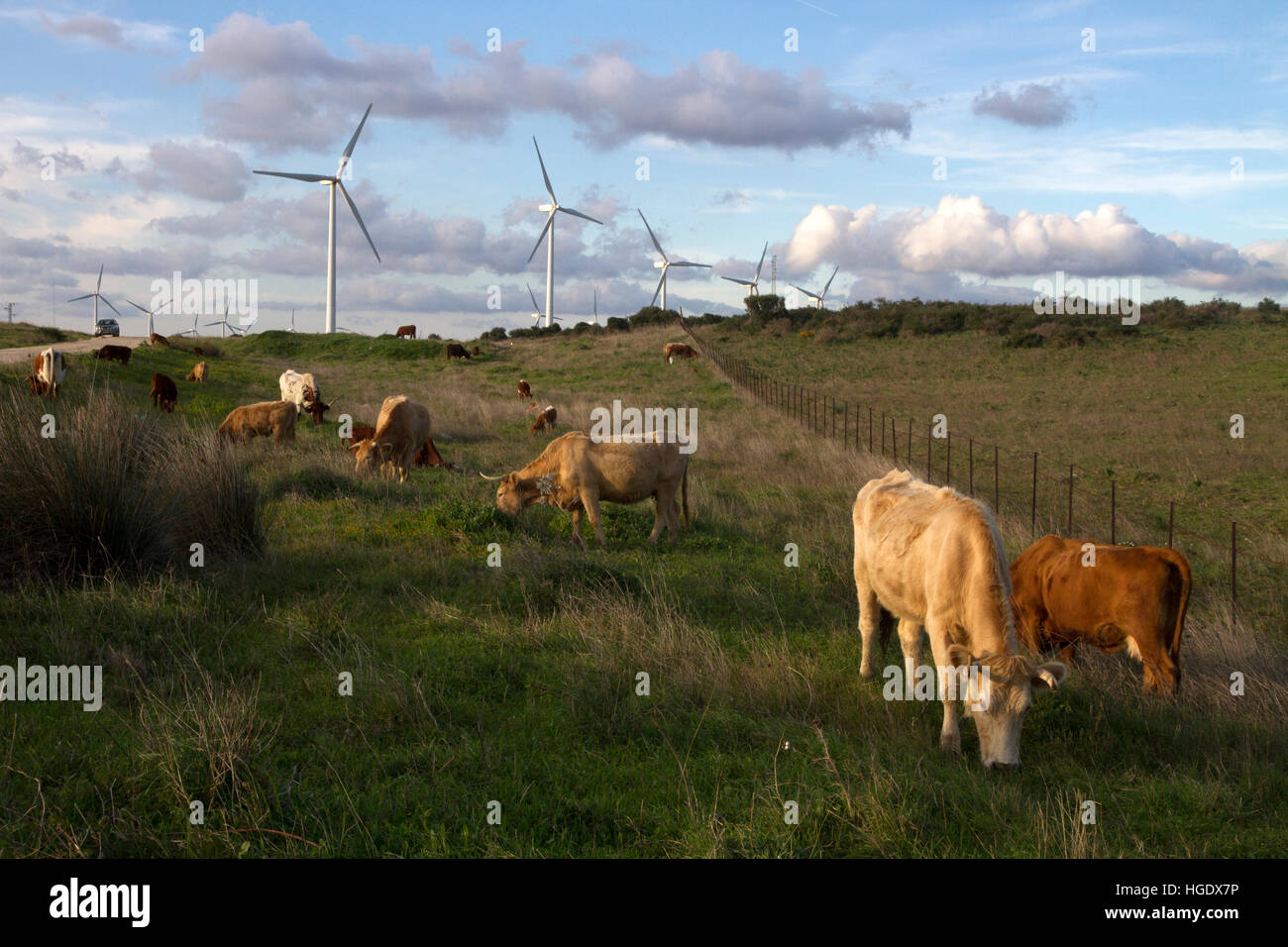 Cows and wind turbines hi-res stock photography and images - Alamy