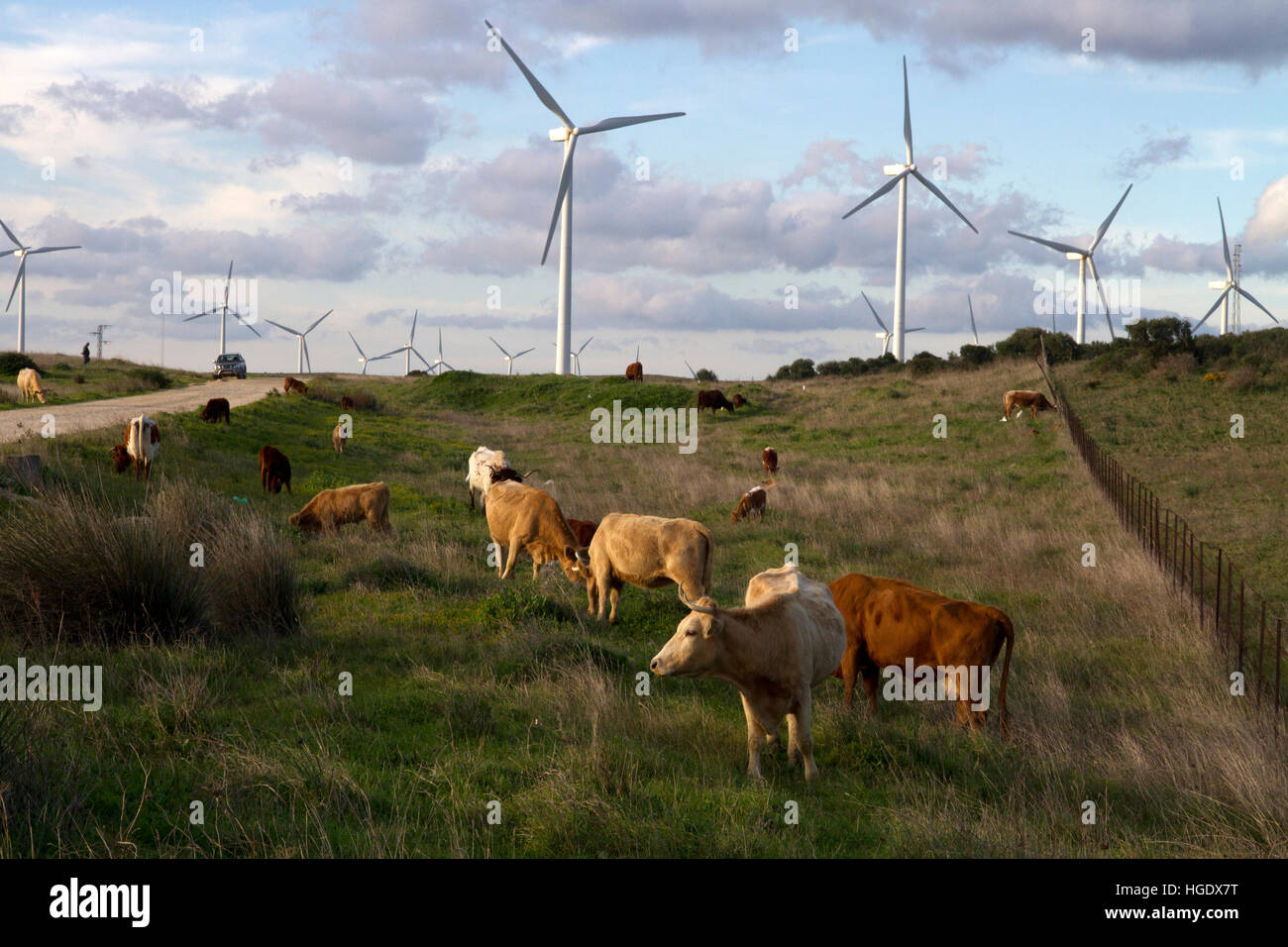 grazing cows wind farms turbines Andalusia Spain electricity energy ...