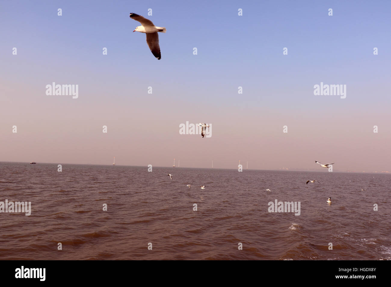 Top view flock birds over hi-res stock photography and images - Alamy