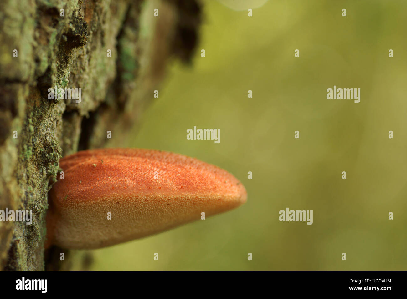 Berry wood Beefsteak Stock Photo - Alamy
