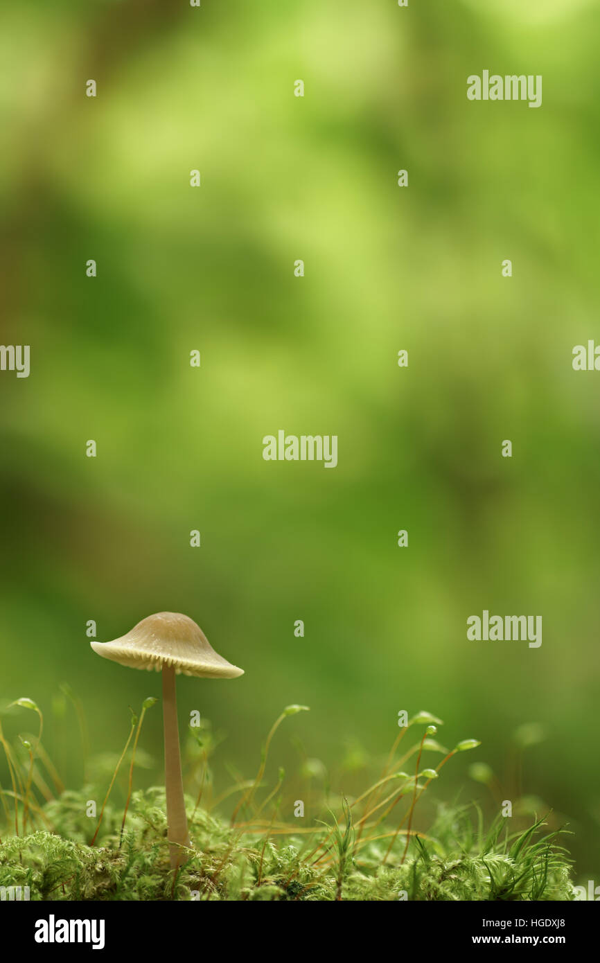 Berry wood hi-res stock photography and images - Alamy