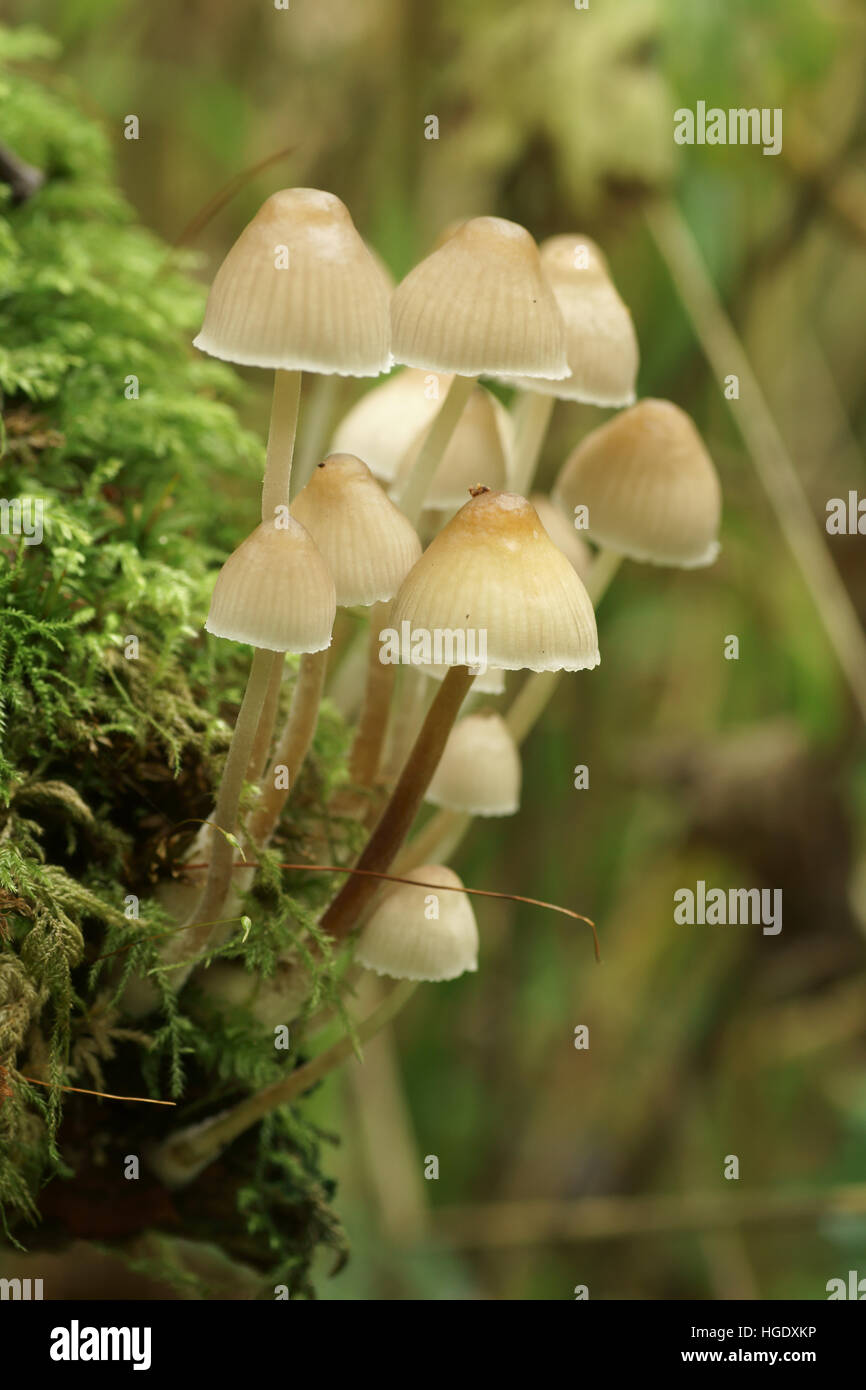 Berry wood fungi Stock Photo - Alamy