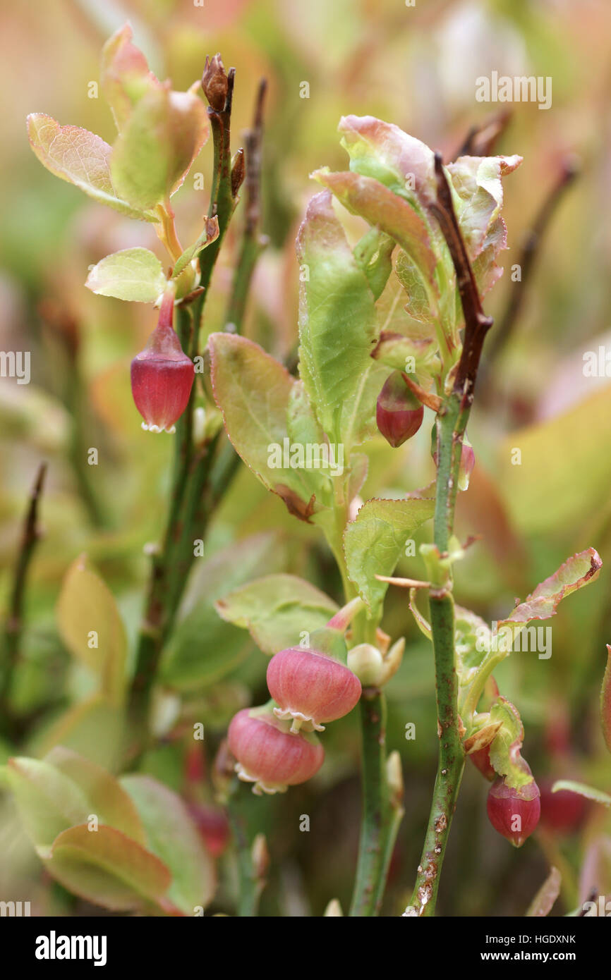 Bilberry (Vaccinium myrtillus Stock Photo - Alamy