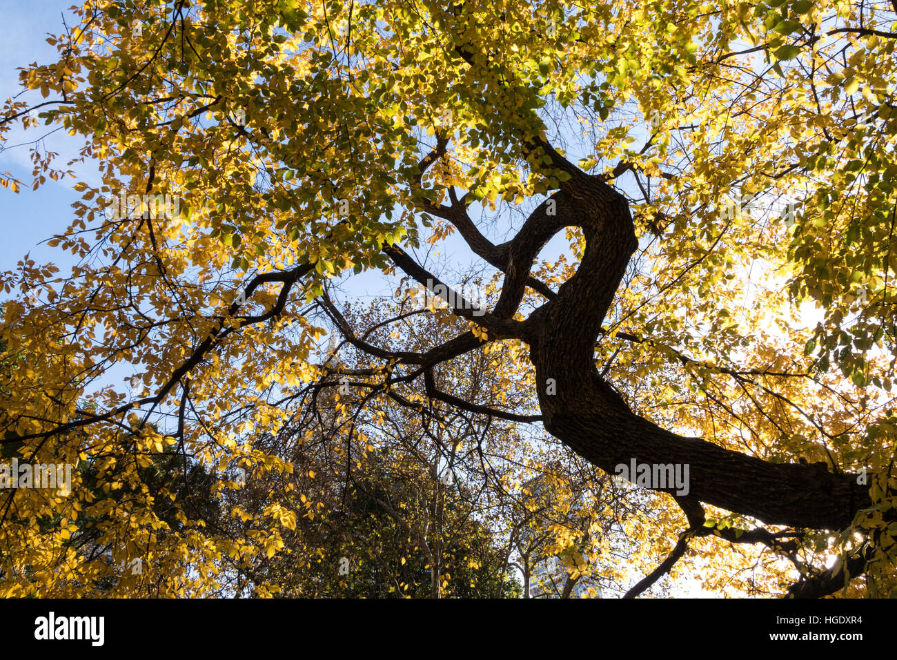 New york fall madison square park hi-res stock photography and images ...