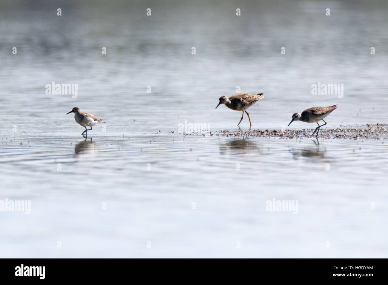 Common Sandpiper (Actitis hypoleucos). Ruff (Phylomachus pugnax). Wood ...