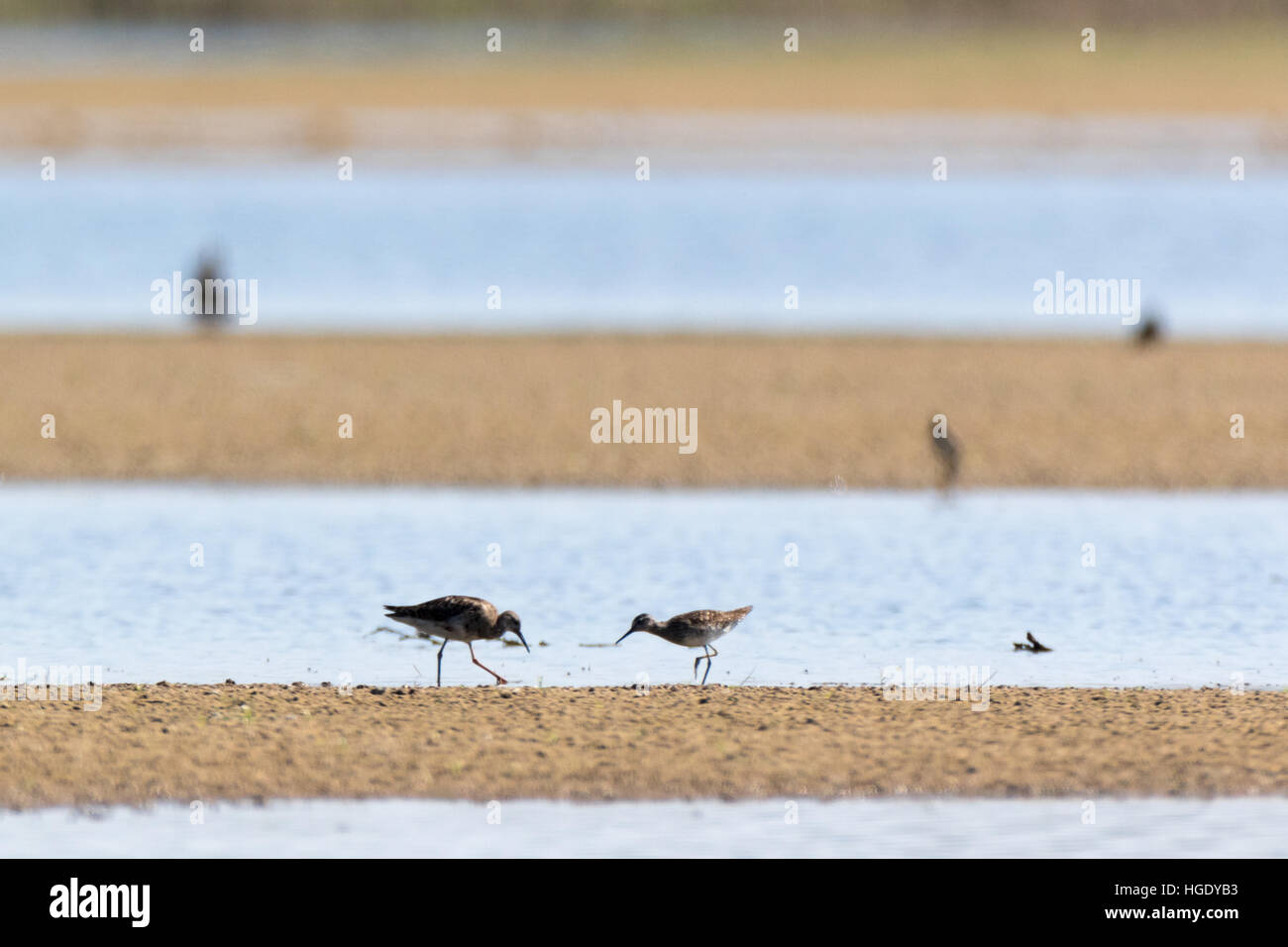 Ruff (Phylomachus pugnax). Wood Sandpiper (Tringa glareola Stock Photo ...