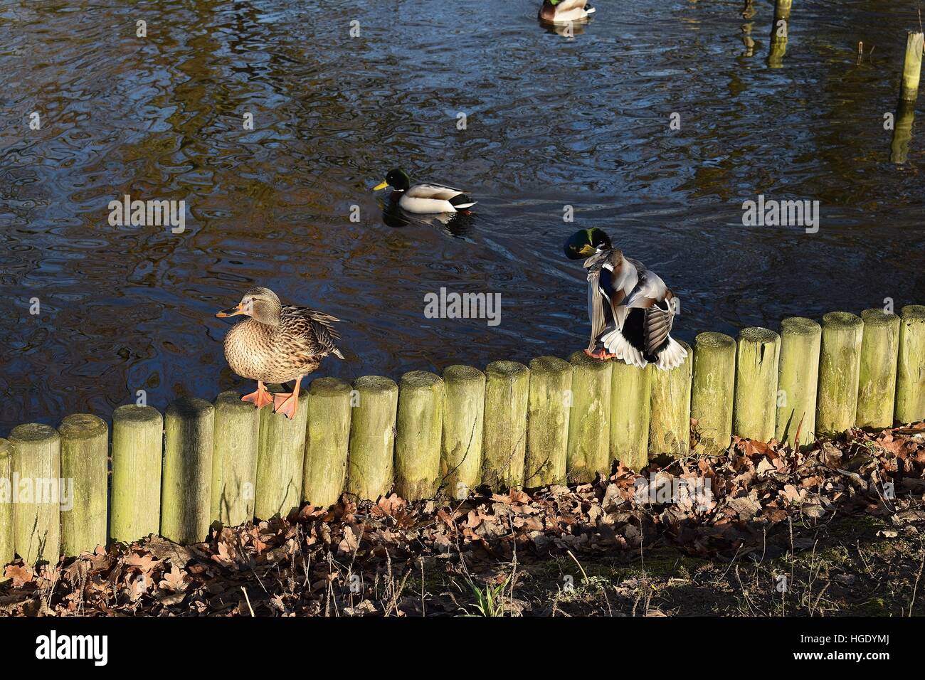 Ducks on lake border Stock Photo - Alamy