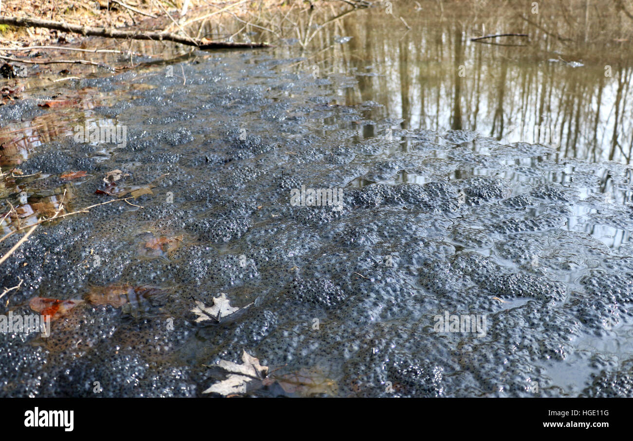 Wood Frog Eggs High Resolution Stock Photography and Images - Alamy