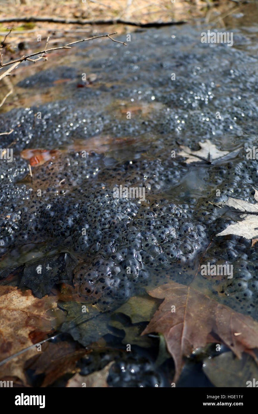Frog egg High Resolution Stock Photography and Images - Alamy
