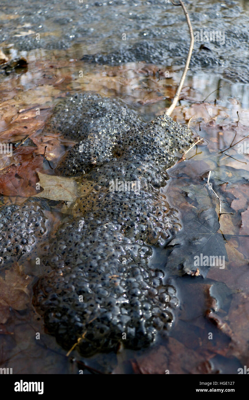 Wood frog egg masses in pond Ohio Stock Photo - Alamy