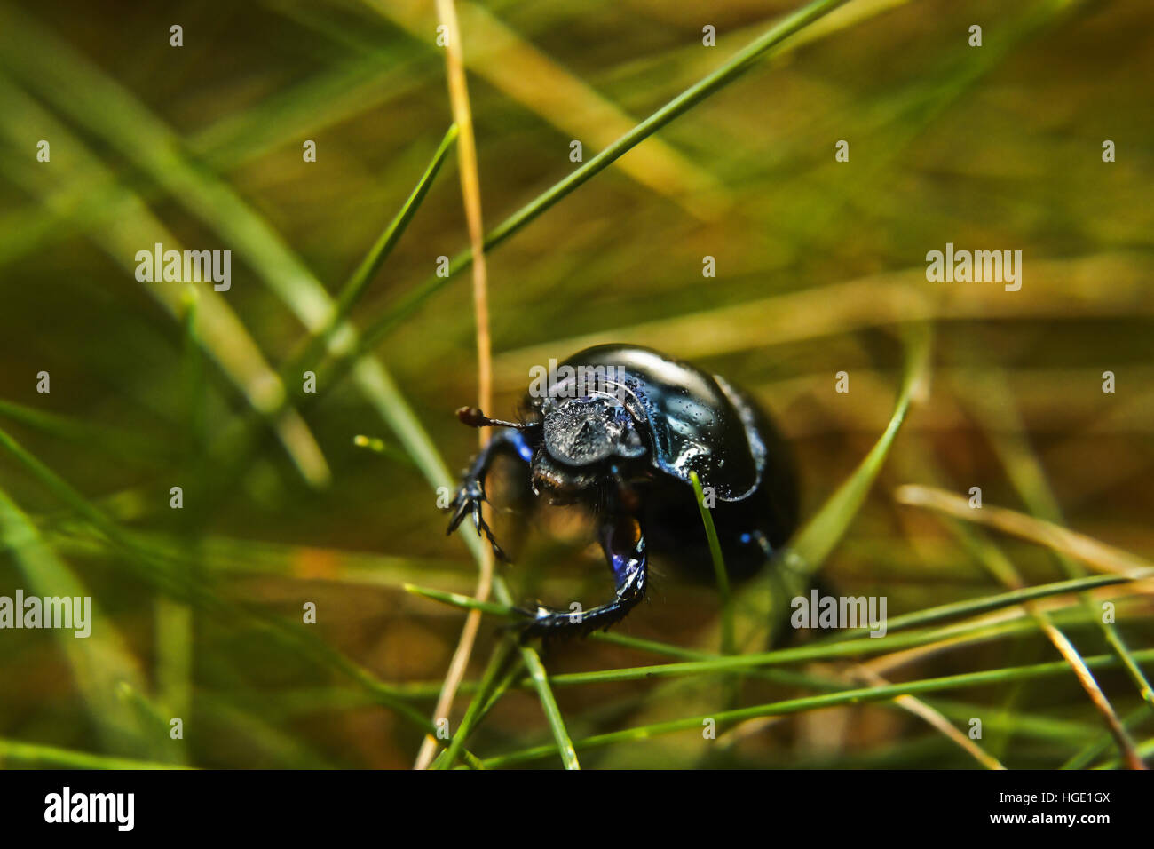Blue scarab beetle hi-res stock photography and images - Alamy