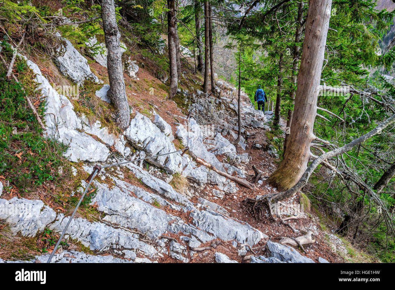 Rocky trail with a cable railing through an alpine forest. Hiker in the ...