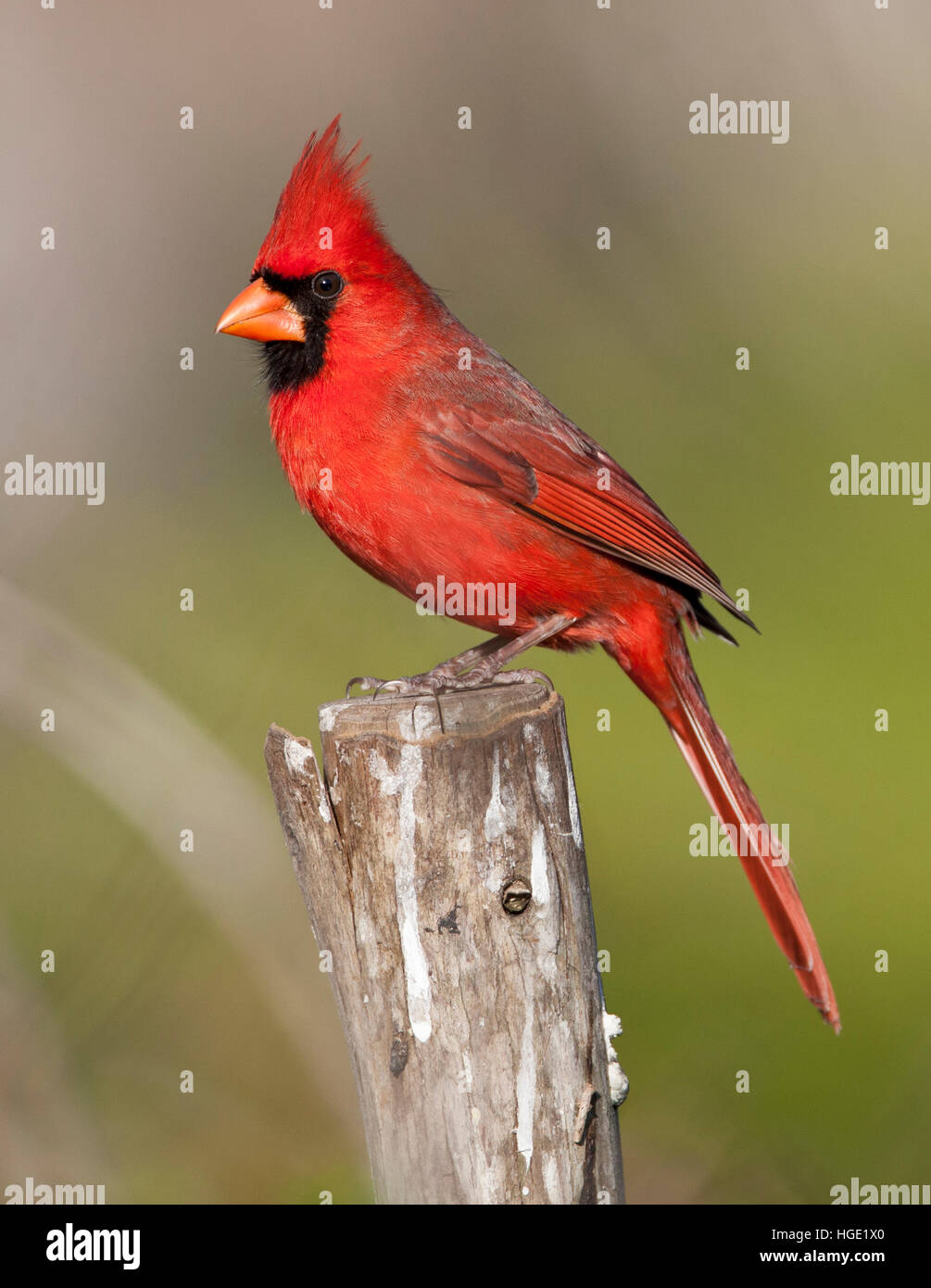 Northern Cardinal, perching on a post in Florida Stock Photo - Alamy