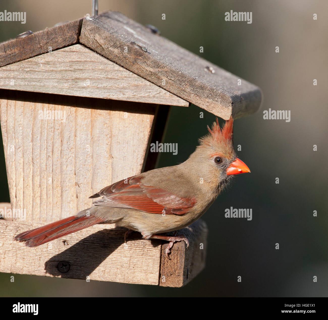 Northern Cardinal, at a feeding box in Florida,USA Stock Photo - Alamy