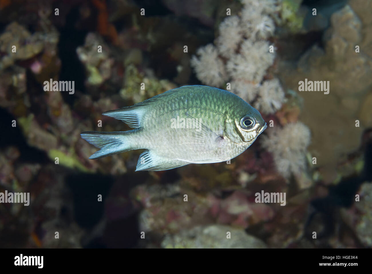 Red Sea, Egypt. 4th Nov, 2016. Maldives damselfish or Pale Damselfish ...