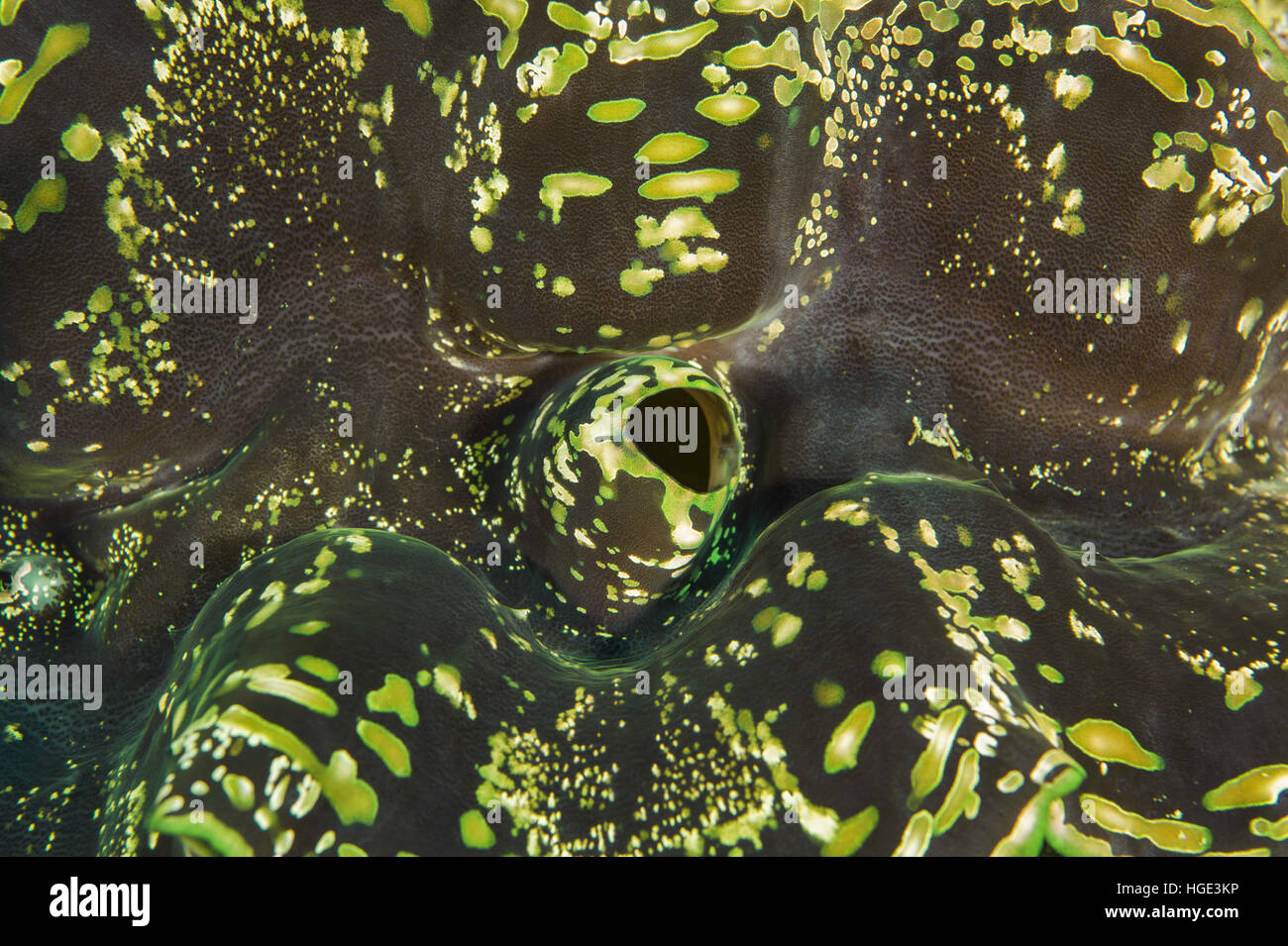 Red Sea, Egypt. 4th Nov, 2016. Fluted Giant Clam, Scaly clam or Giant ...