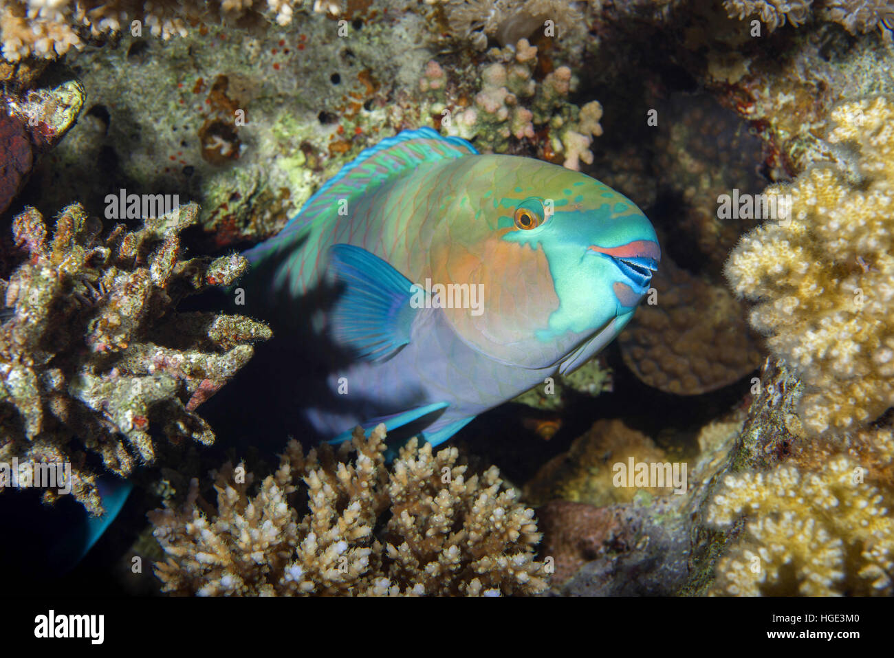 Red Sea, Egypt. 6th Nov, 2016. Daisy parrotfish or Bullethead ...