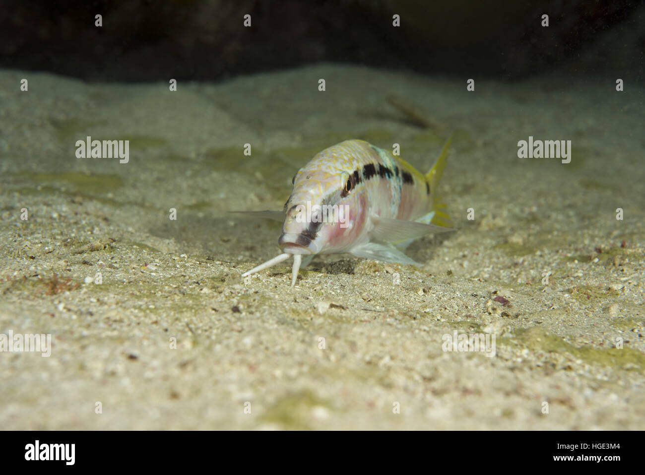 Red Sea, Egypt. 6th Nov, 2016. Forsskal's Goatfish, Goldstriped ...