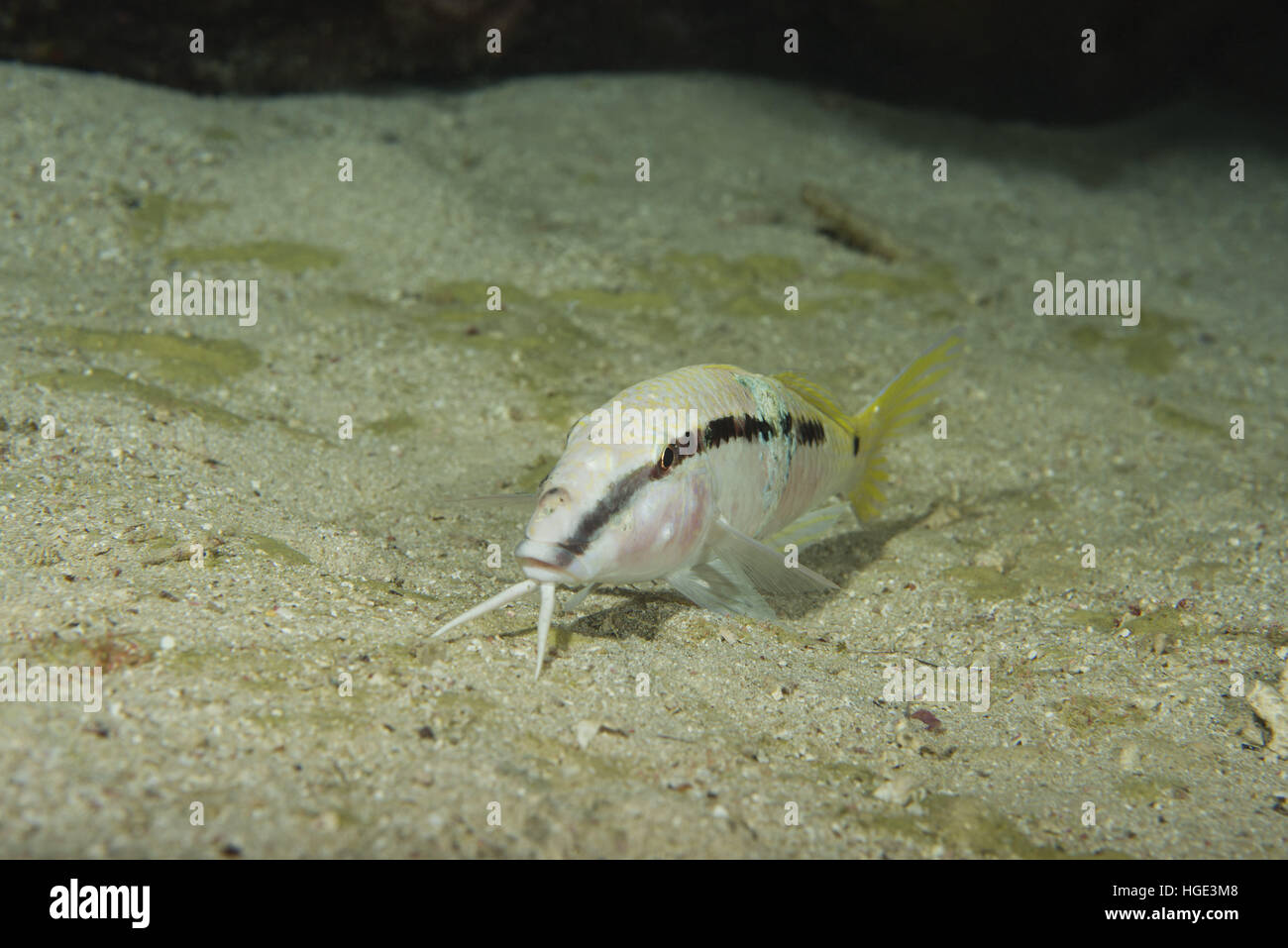 Rouget barbet fish hi-res stock photography and images - Alamy