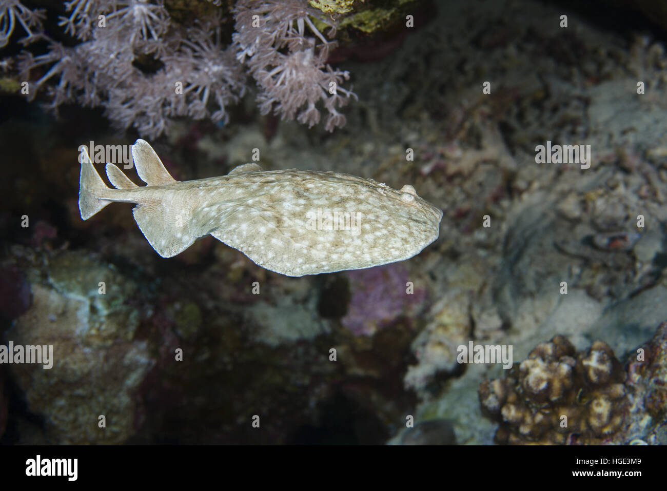 Red Sea, Egypt. 4th Nov, 2016. Leopard torpedo or Panther Electric Ray ...