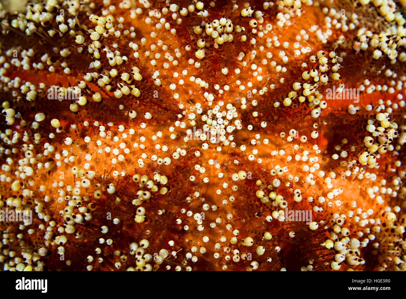 Red Sea, Egypt. 6th Nov, 2016. Toxic Leather Sea Urchin or Red Sea fire ...