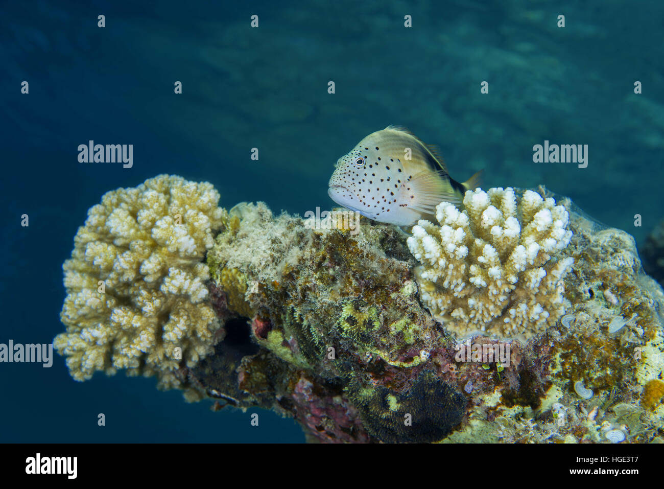 Red Sea, Egypt. 9th Nov, 2016. Black-sided hawkfish, Freckled hawkfish ...