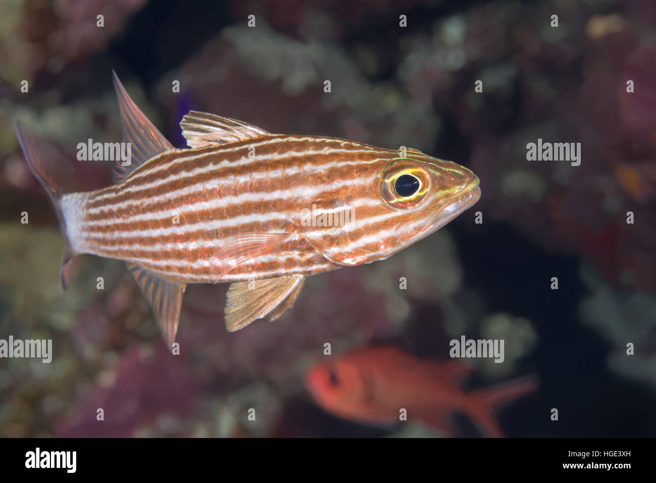 Largetoothed cardinalfish hi-res stock photography and images - Alamy