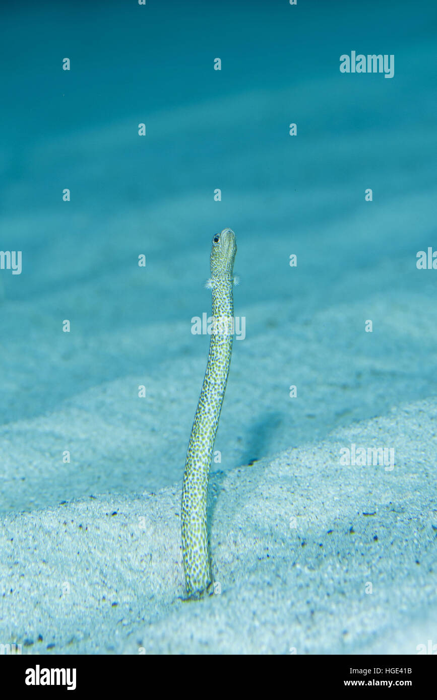 Red Sea, Egypt. 9th Nov, 2016. Red Sea garden eels, Indo-Pacific garden ...