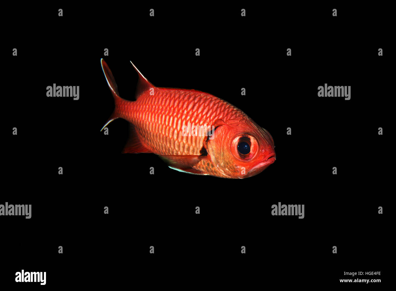 November 8, 2016 - Pinecone Soldierfish or Big-eye soldierfish ...