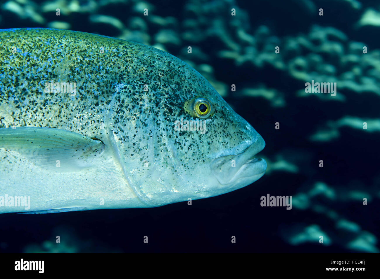 Kingfish and red sea hi-res stock photography and images - Alamy