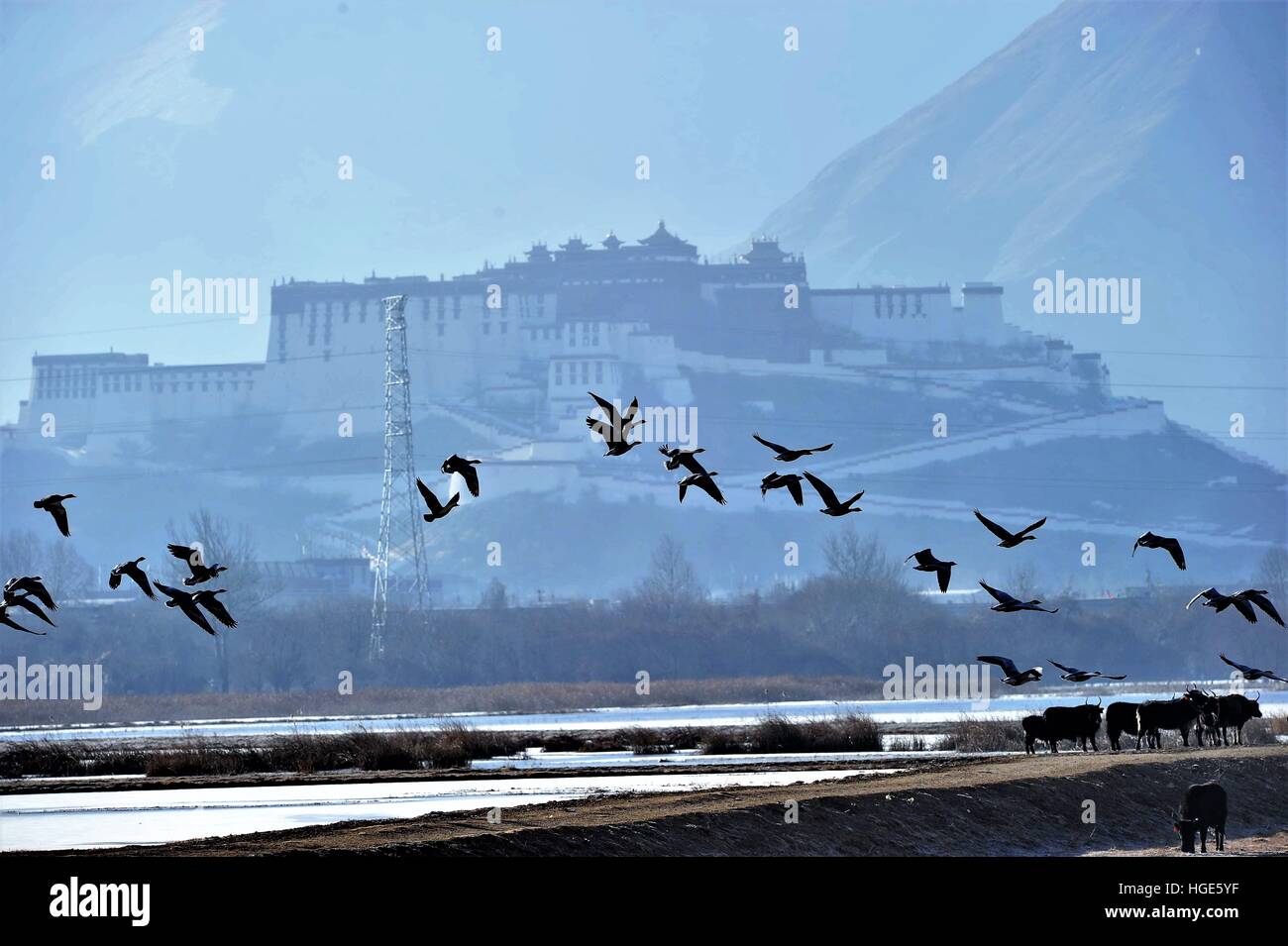 Lhasa, China's Tibet Autonomous Region. 7th Jan, 2017. Water birds are ...