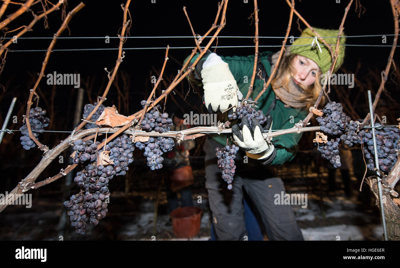 A winegrower of the Koenigsschaffhausen wine cooperative harvesting ...
