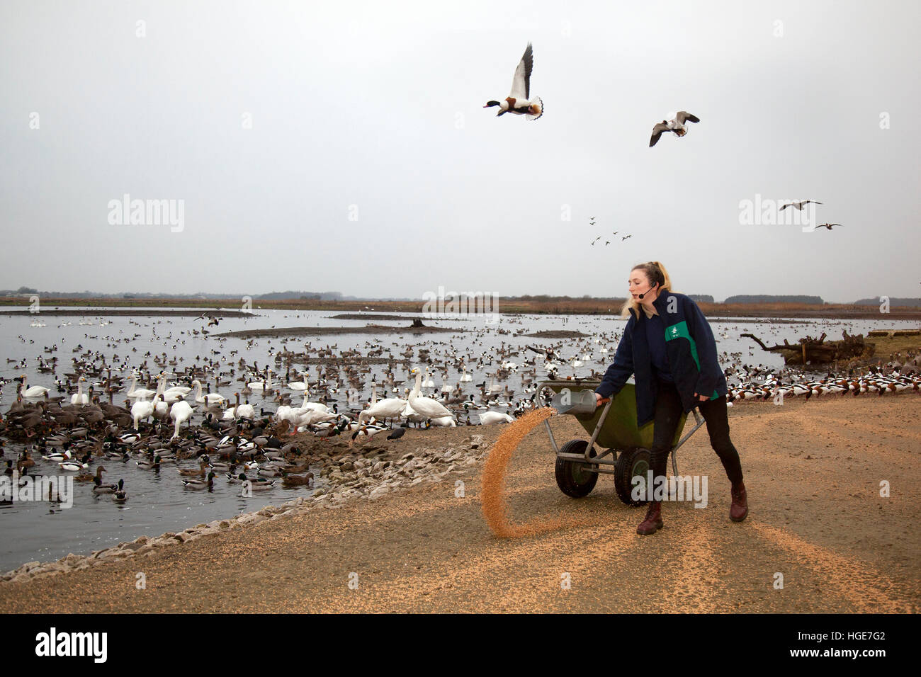 WWT Martin Mere Wetland Centre: Feed the birds at 3pm Whooper swans at ...