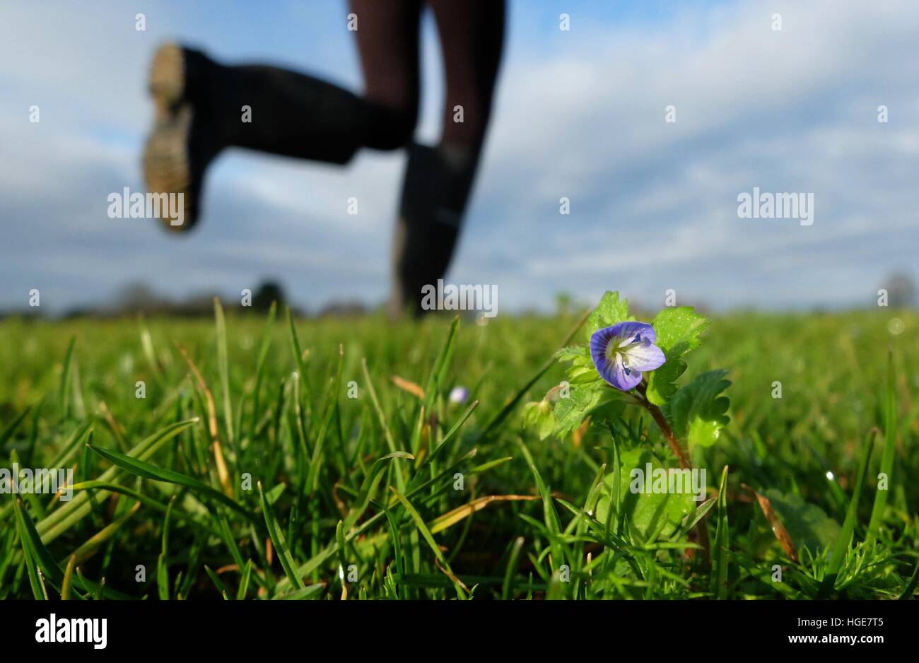 Children run through grass field with corn speedwell flowers open Stock ...
