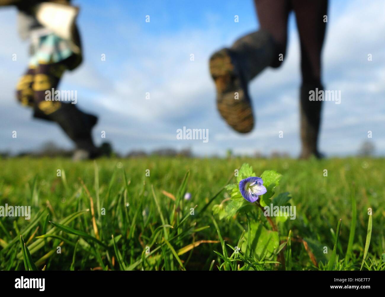 Children run through grass field with corn speedwell flowers open Stock ...