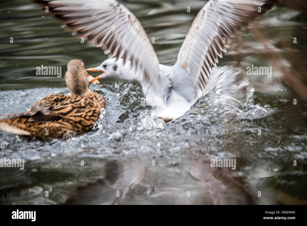 Robin with bread hi-res stock photography and images - Alamy