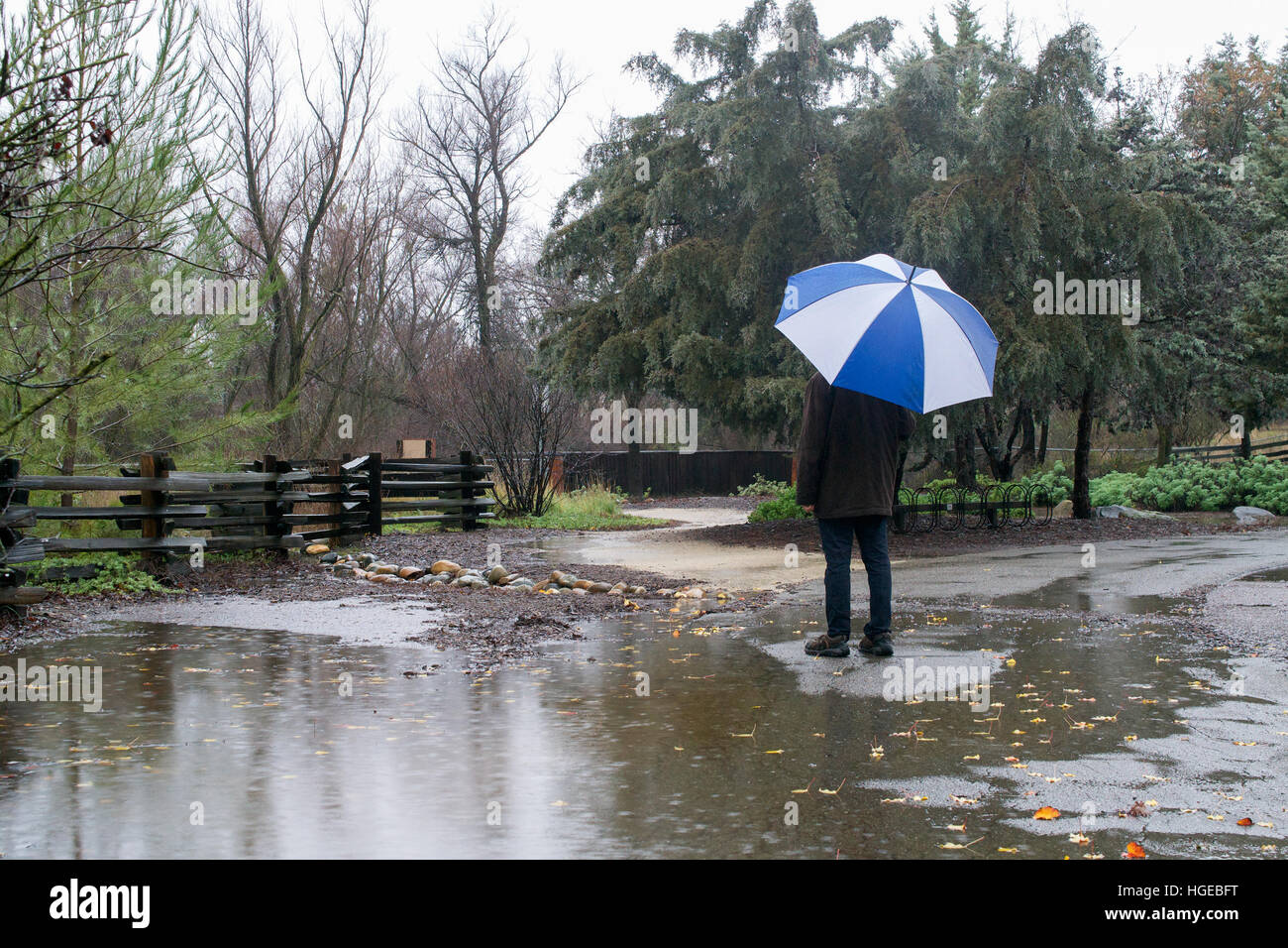 Davis, California, USA, 8 January 2017. Heavy rain in Northern ...