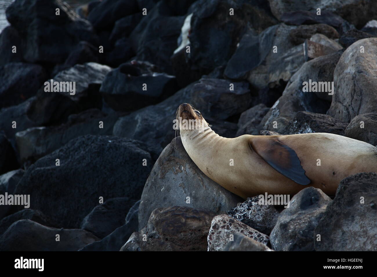Marine Life in The Galapagos Islands Stock Photo - Alamy