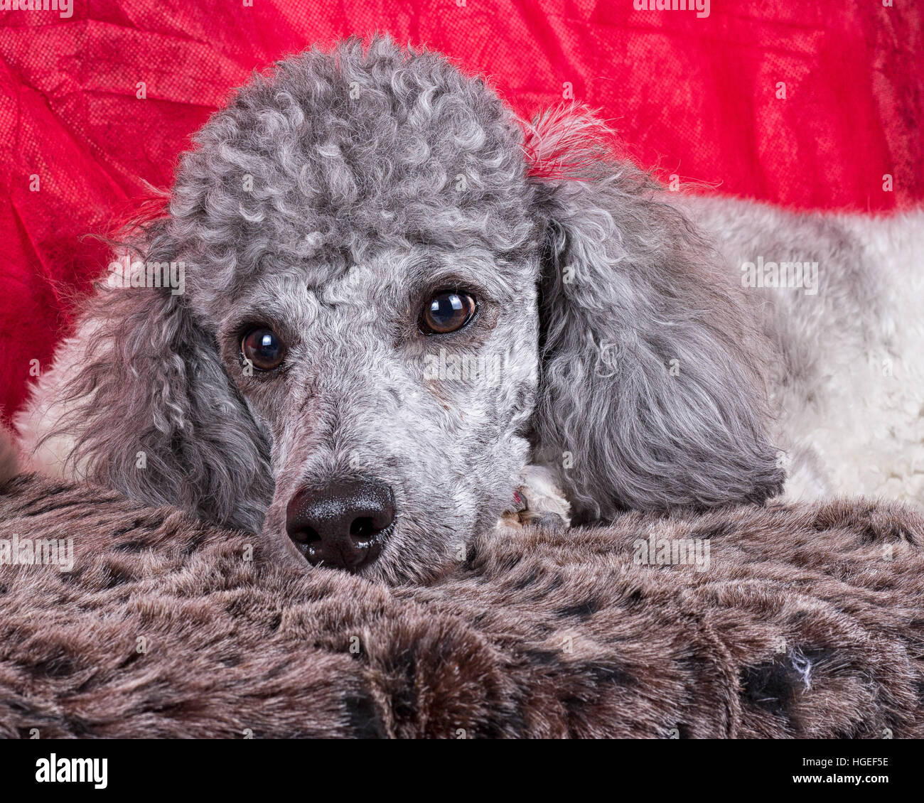 Grey Standard Poodle Puppy