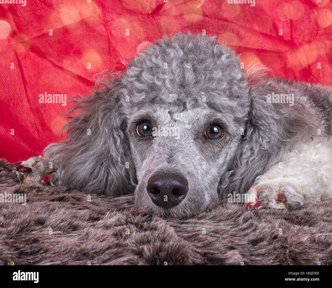standard poodle dog breed Stock Photo - Alamy