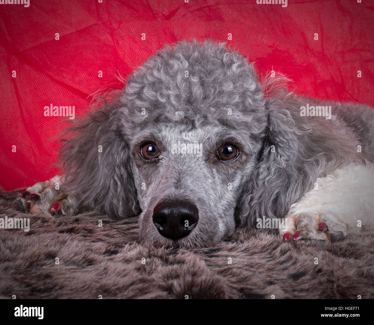 standard poodle dog breed Stock Photo - Alamy