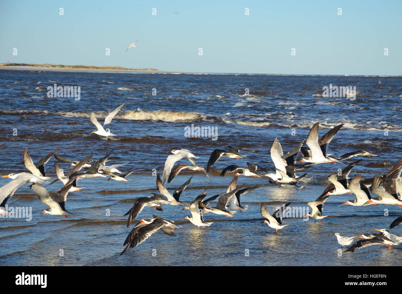 Seagulls in flight hi-res stock photography and images - Alamy