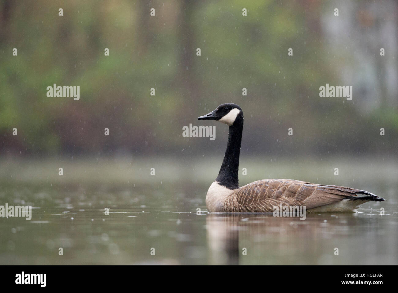 Animal floats hi-res stock photography and images - Alamy