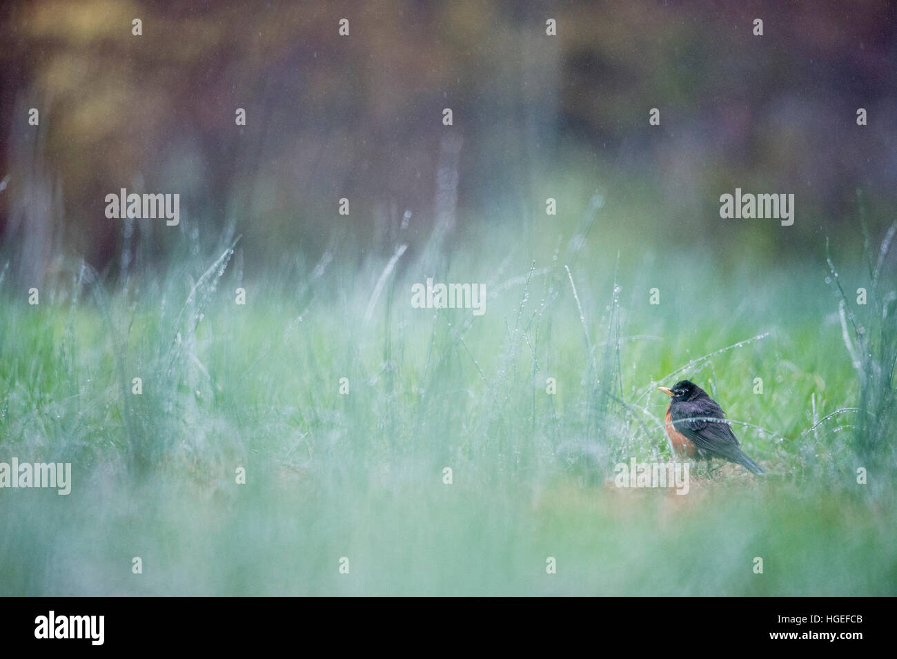 American robin on grass hi-res stock photography and images - Alamy