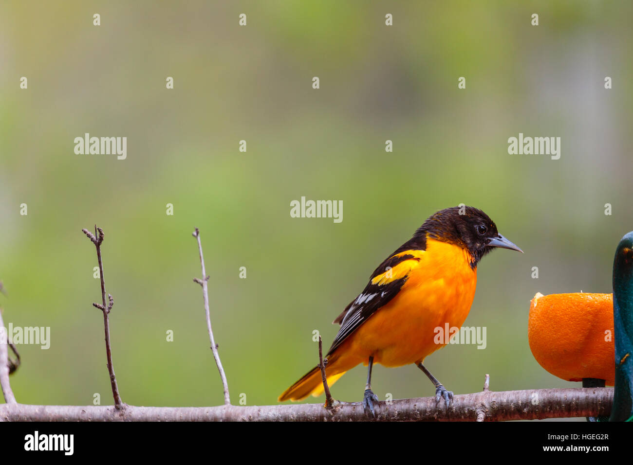 Northern baltimore oriole hi-res stock photography and images - Alamy