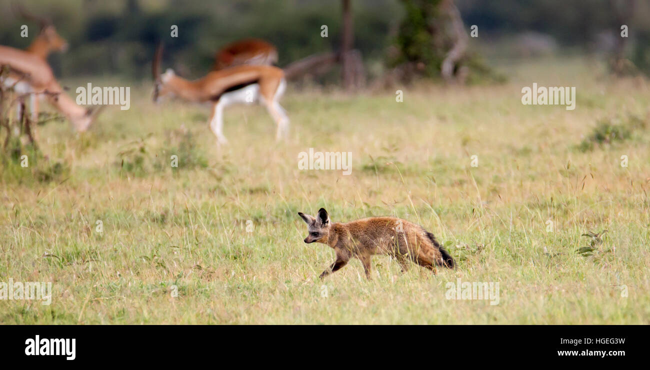 Adult Bat-eared fox, hunting in open ground, Mara Naboisho Conservancy ...