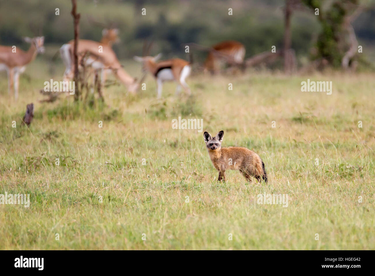 Adult Bat-eared fox, hunting in open ground, Mara Naboisho Conservancy ...