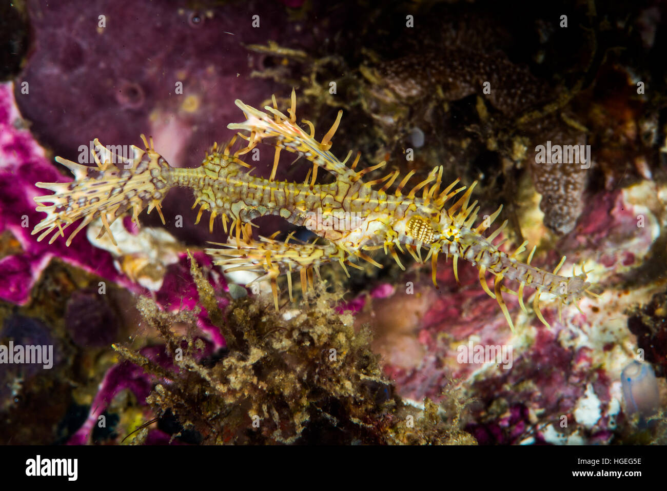 Harlequin ghost pipefish underwater photography hi-res stock ...