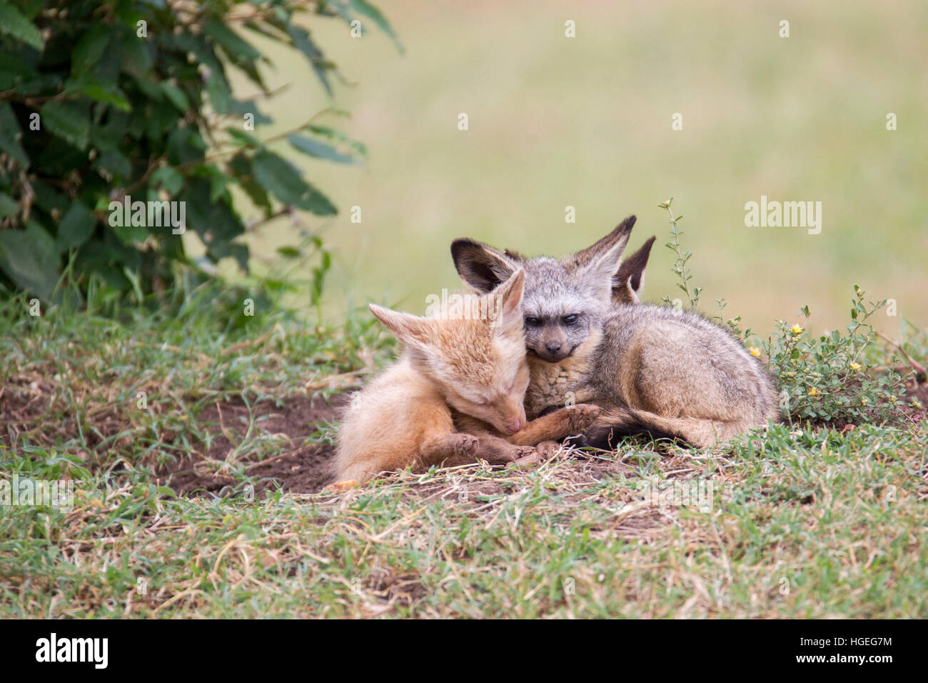 Bat-eared fox pups at the den entrance, one an albino, Mara Naboisho ...